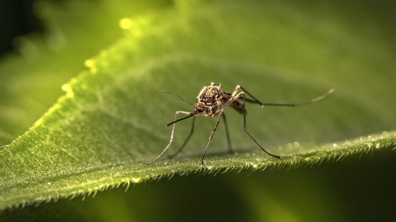 Dallas officials announce overnight mosquito spraying after local ...